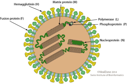 Points clés sur la rougeole - Société Française de Microbiologie