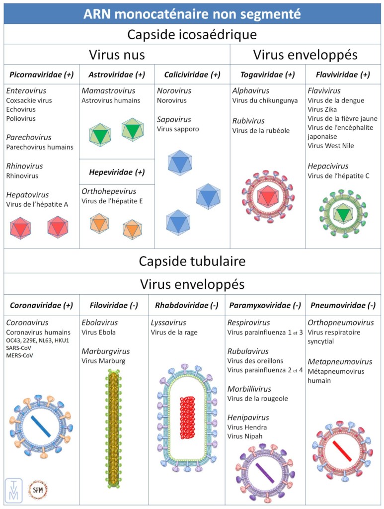 Adhérer à la SFM - Société Française de Microbiologie