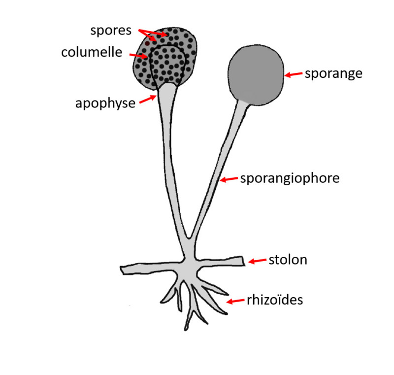 Champignon du mois - Juin 2020 - Société Française de Microbiologie
