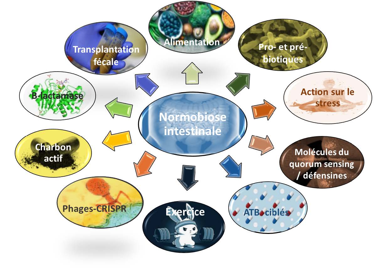 Transitions De La Composition Du Microbiote Intestina - vrogue.co