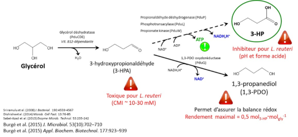 Production bio-sourcée et par voie microbienne d’une molécule d’intérêt ...