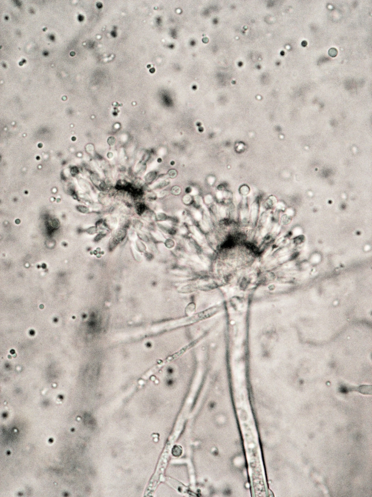 Champignon du mois - Avril 2021 - Société Française de Microbiologie