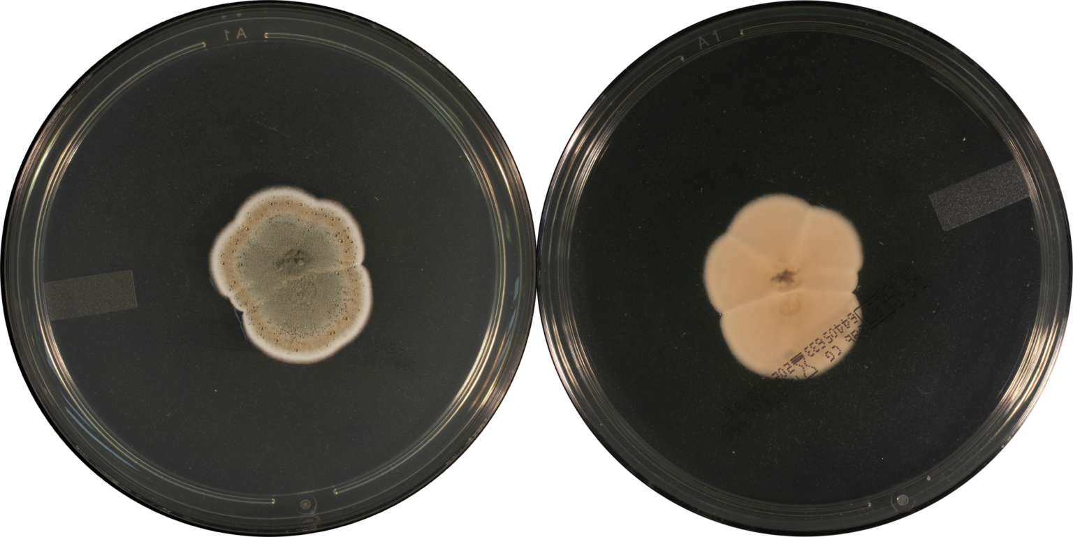 Champignon du mois - Juin 2021 - Société Française de Microbiologie