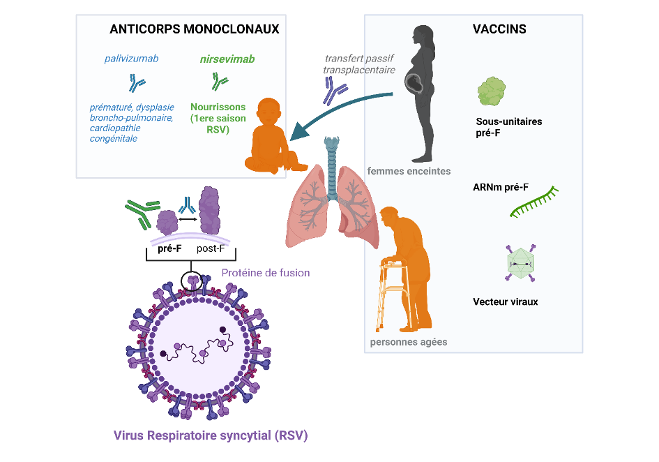 Du Nouveau Dans La Prévention Des Infections Respiratoires Par Le Virus