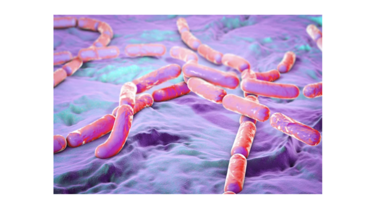 Bacillus cereus : comprendre son rôle et ses effets - Société Française ...
